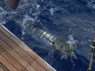 Gamefishing Fiji: Bite Me Takes Fiji Barracuda Record